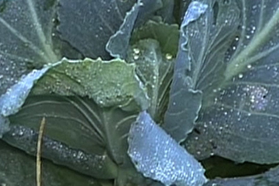 Frost damages Benguet vegetables | ABS-CBN News Frost damages Benguet vegetables | ABS-CBN News