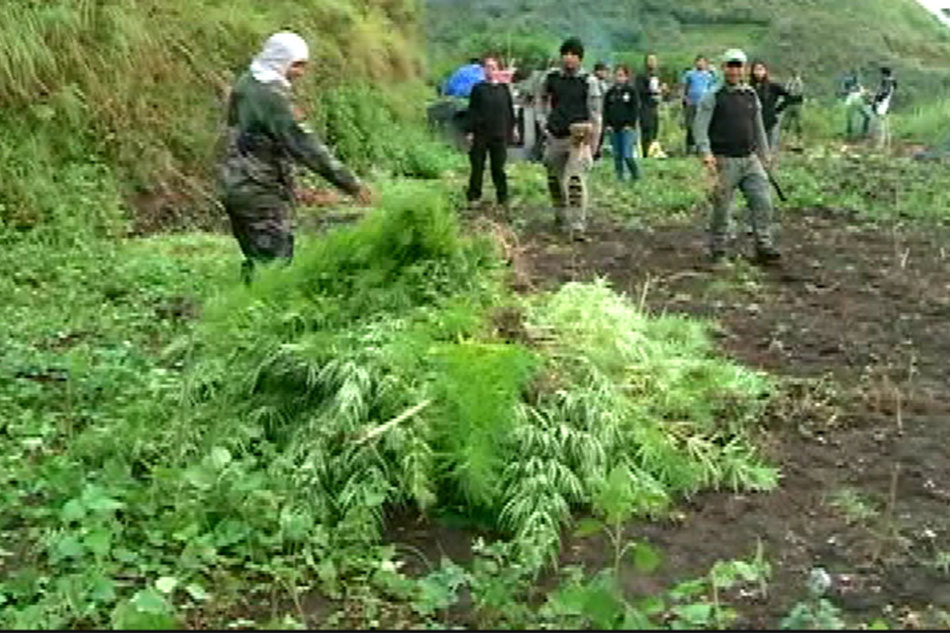 Aabot sa P11-M halaga ng mga tanim na marijuana, nasamsam | ABS-CBN News Aabot sa P11-M halaga ng mga tanim na marijuana, nasamsam | ABS-CBN News