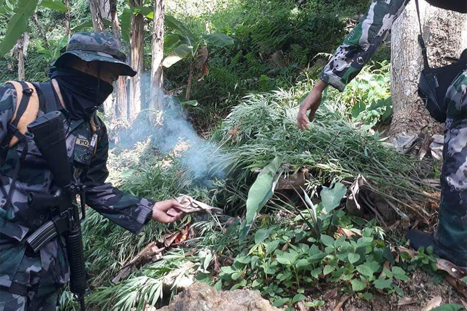 P6.8 milyong halaga ng marijuana, sinunog sa Cebu | ABS-CBN News P6.8 milyong halaga ng marijuana, sinunog sa Cebu | ABS-CBN News