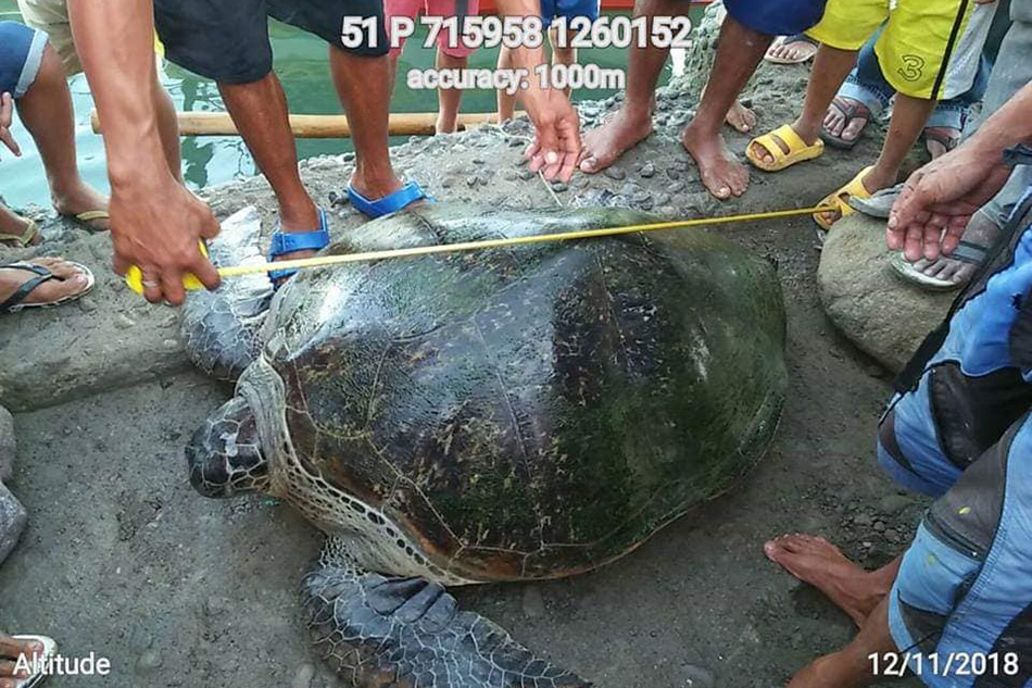 Pawikan, nasagip sa Leyte | ABS-CBN News Pawikan, nasagip sa Leyte | ABS-CBN News