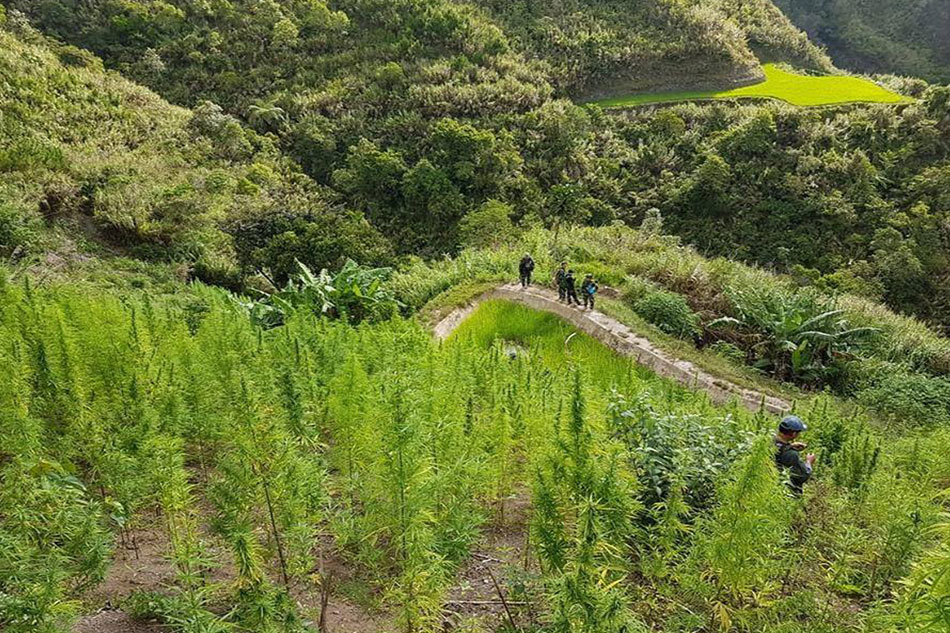 P17.4 milyong halaga ng marijuana, sinunog sa Kalinga | ABS-CBN News P17.4 milyong halaga ng marijuana, sinunog sa Kalinga | ABS-CBN News
