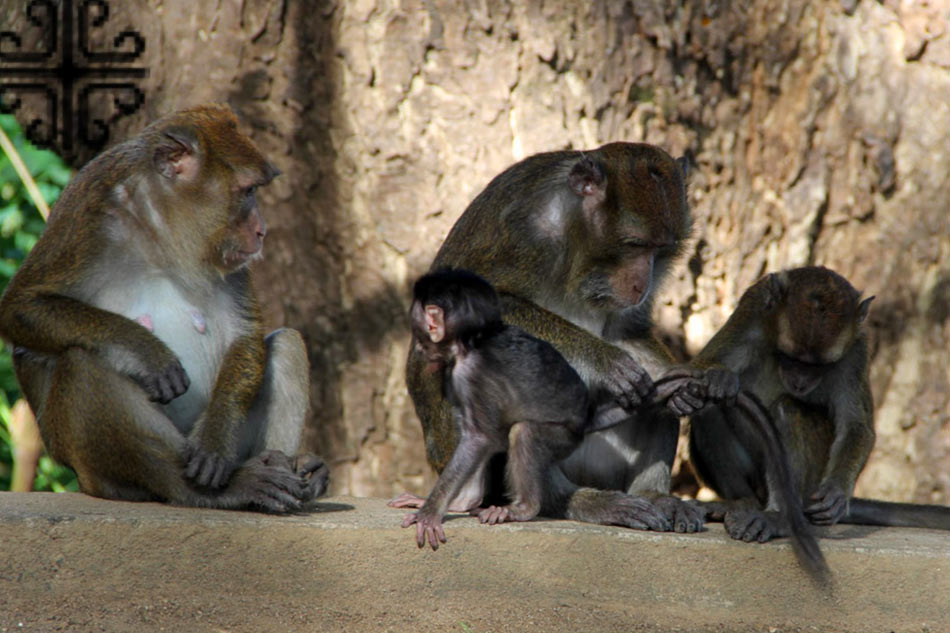 Chinese scientists create monkeys with human brain genes | ABS-CBN News Chinese scientists create monkeys with human brain genes | ABS-CBN News
