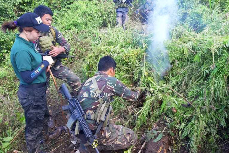 P12 milyong halaga ng marijuana sinunog sa Agusan del Sur | ABS-CBN News P12 milyong halaga ng marijuana sinunog sa Agusan del Sur | ABS-CBN News