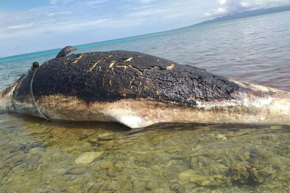 Dead Sperm Whale Washes Up On Basilan Shore Abs Cbn News