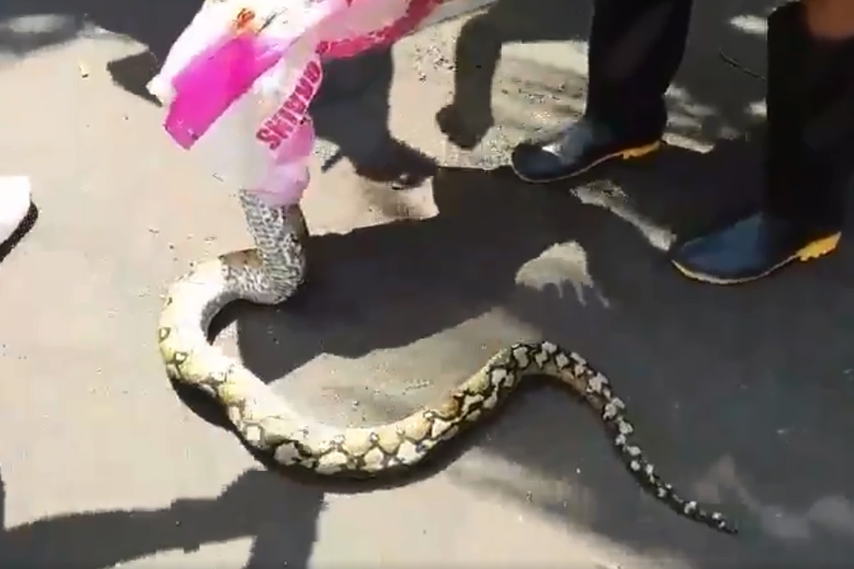 TINGNAN: 7 talampakang sawa nahuli sa ilog sa Cavite | ABS-CBN News TINGNAN: 7 talampakang sawa nahuli sa ilog sa Cavite | ABS-CBN News