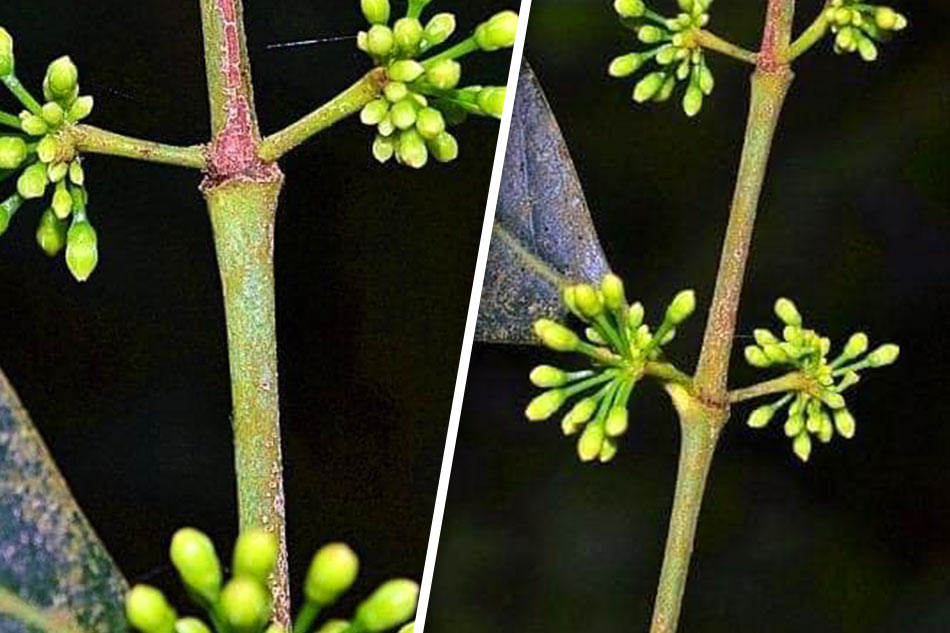 Bagong plant species natuklasan sa Mount Arayat | ABS-CBN News Bagong plant species natuklasan sa Mount Arayat | ABS-CBN News
