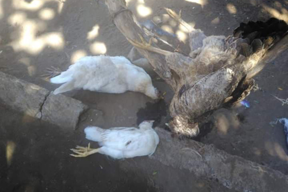 Ilang aso, manok, nilason, pinagtataga sa Laoag City | ABS-CBN News Ilang aso, manok, nilason, pinagtataga sa Laoag City | ABS-CBN News