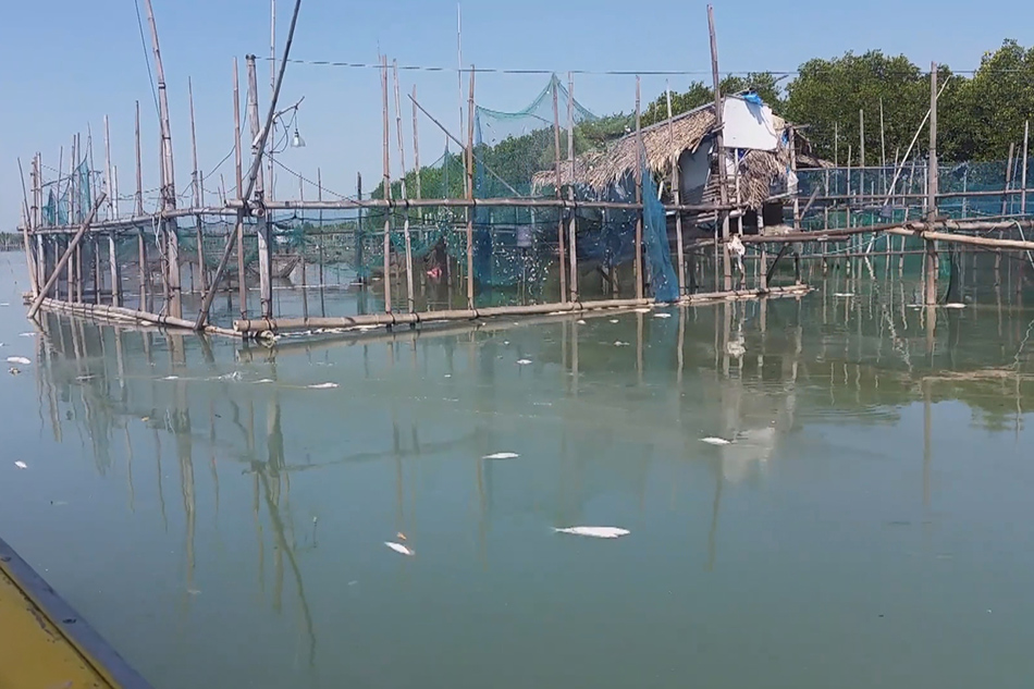 Mga bangus sa ilang palaisdaan sa Dagupan City nagkakamatayan | ABS-CBN ... Mga bangus sa ilang palaisdaan sa Dagupan City nagkakamatayan | ABS-CBN ...