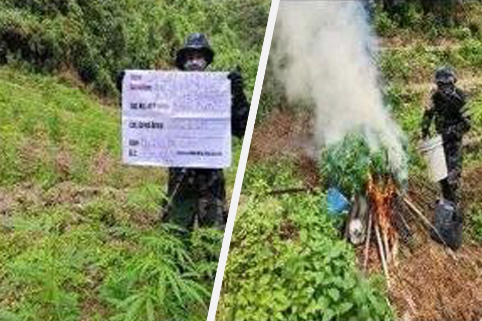 P1.34 milyong halaga ng nasabat na marijuana sinunog sa Benguet | ABS ... P1.34 milyong halaga ng nasabat na marijuana sinunog sa Benguet | ABS ...