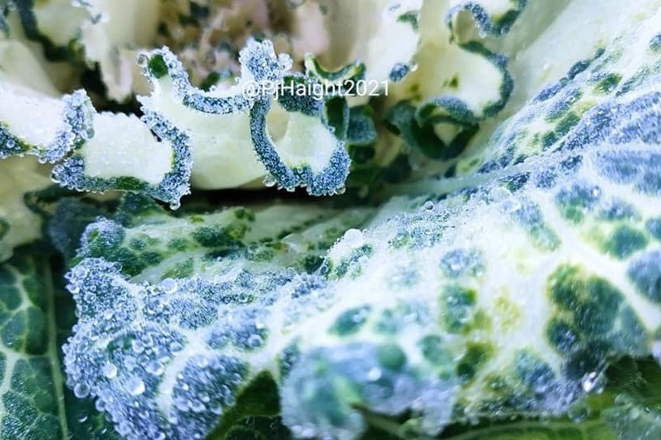 TINGNAN: Mga tanim sa Atok, Benguet binalot ng frost | ABS-CBN News TINGNAN: Mga tanim sa Atok, Benguet binalot ng frost | ABS-CBN News