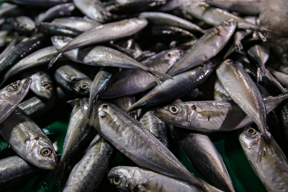 Imported 'galunggong' nabibili sa Balintawak | ABS-CBN News Imported 'galunggong' nabibili sa Balintawak | ABS-CBN News