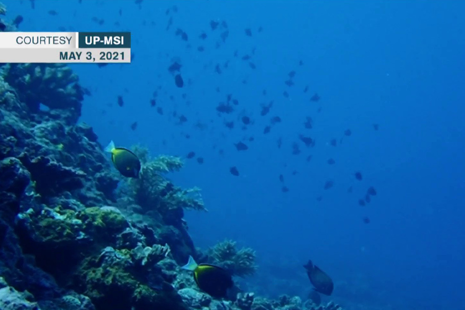 Marcos Urged To Declare Parts Of West Ph Sea As Protected Areas Abs