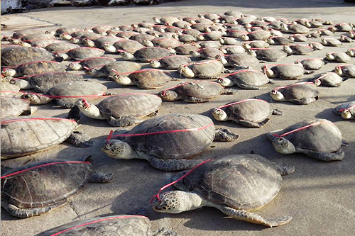 The politics of poaching: Why poachers should be punished | ABS-CBN News The politics of poaching: Why poachers should be punished | ABS-CBN News