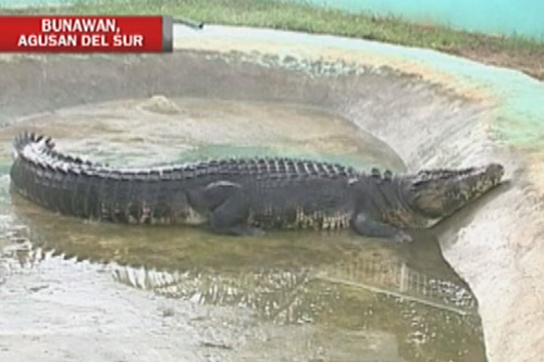 Fungal Pneumonia Killed Lolong Abs Cbn News